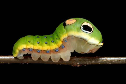 TVO commissions nature doc The Extraordinary Caterpillar » Playback