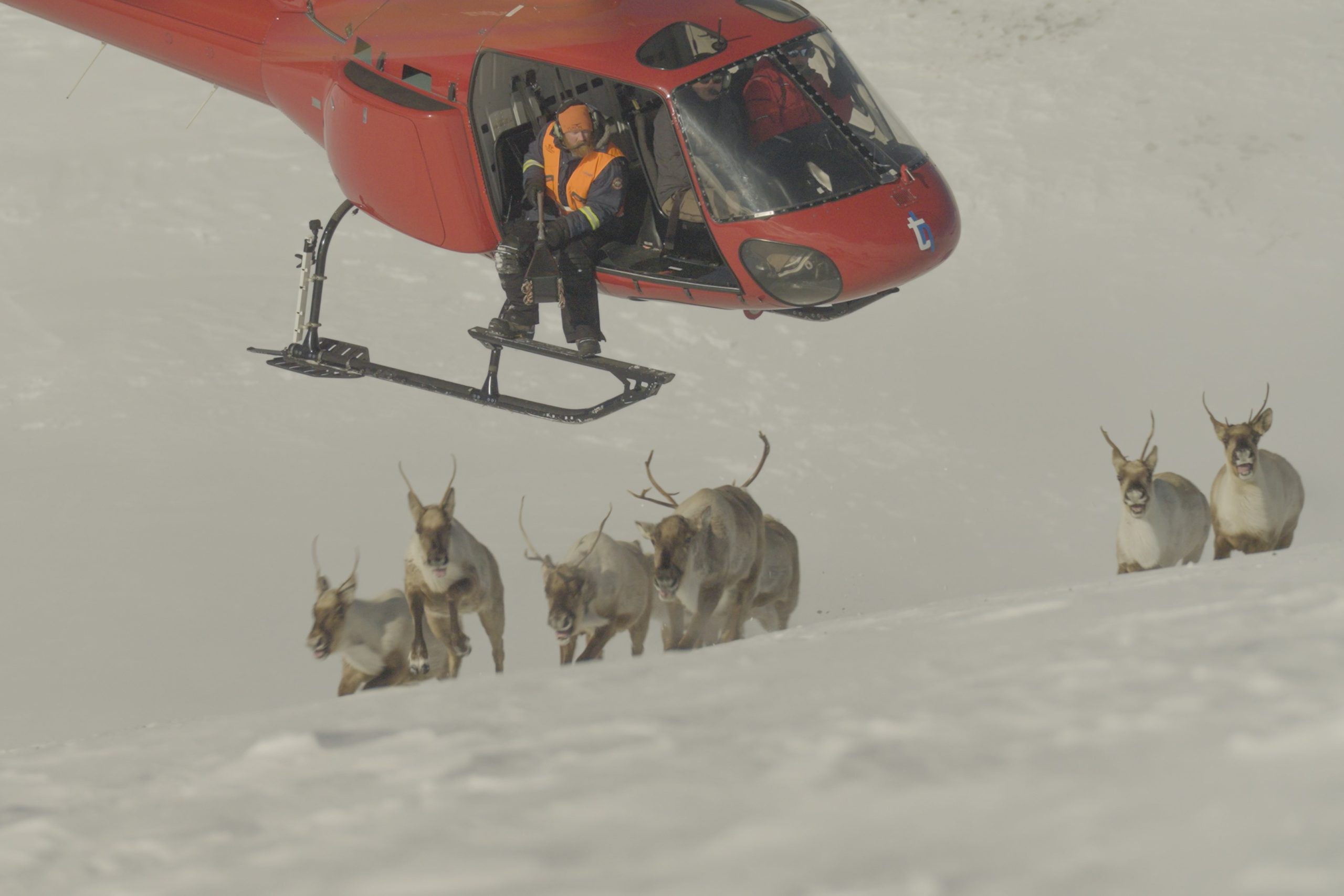Animiki See boards doc Caribou Country ahead of Whistler debut » Playback