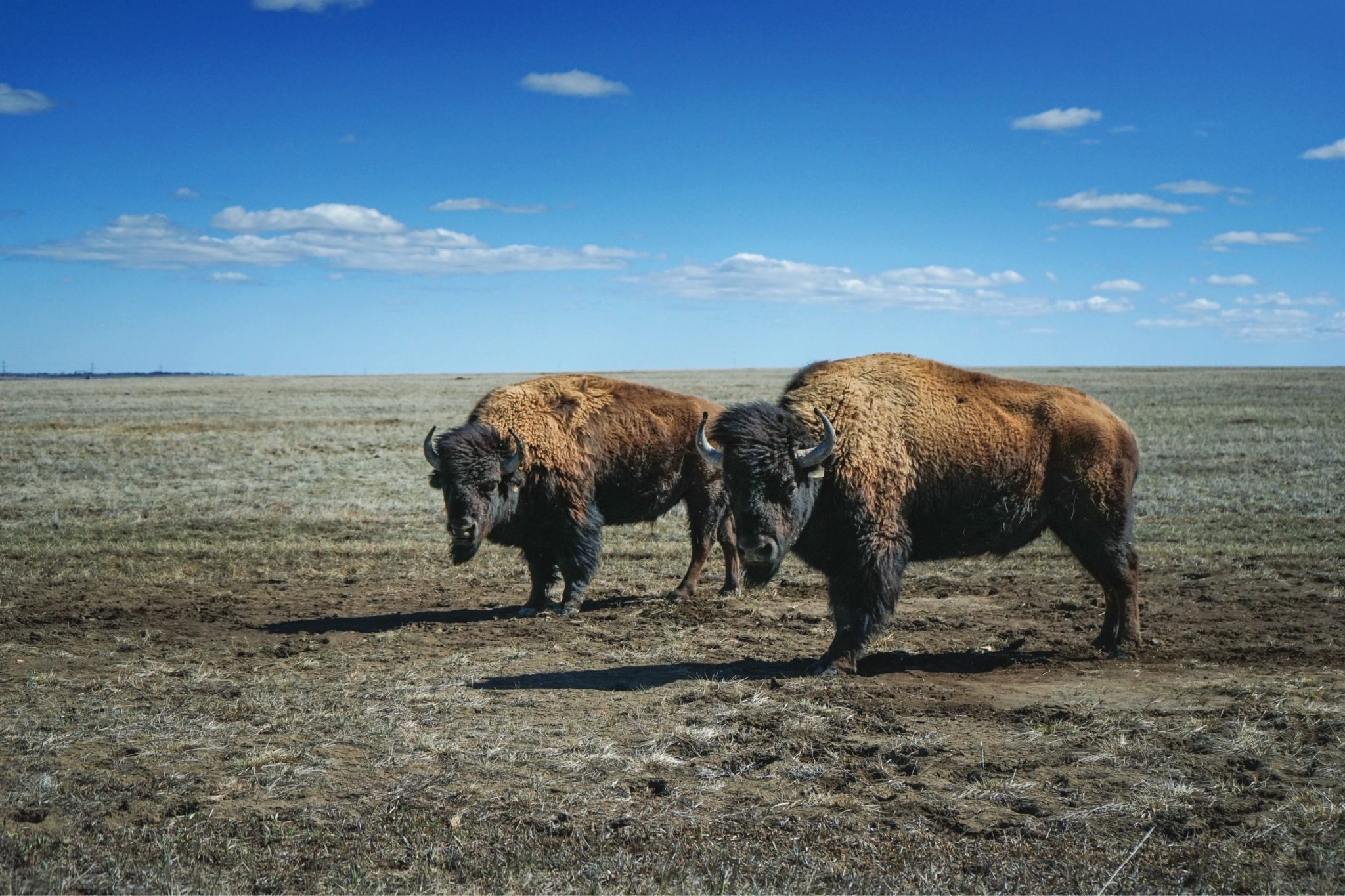 APTN greenlights wildlife docuseries Animal Nation » Playback